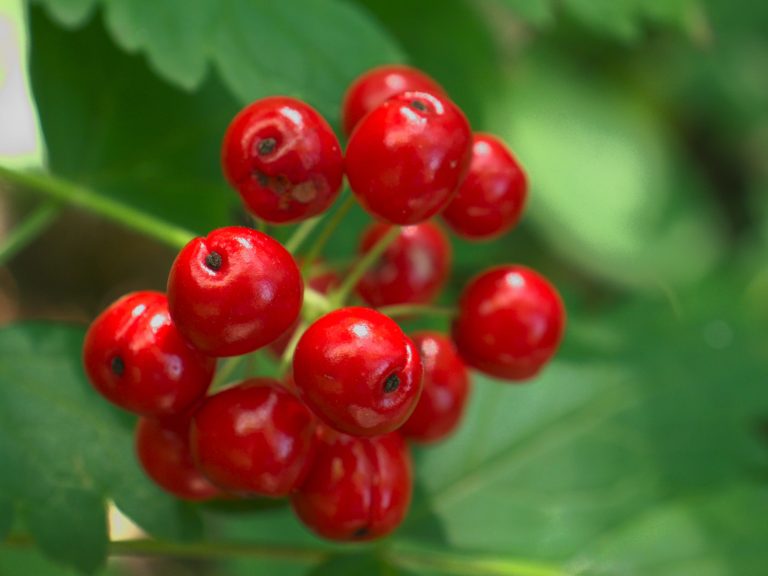 A Quick and Juicy Guide to Berries of the Northwest | The Whole U