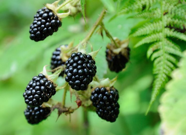 Edible Berries of the Pacific Northwest | The Whole U