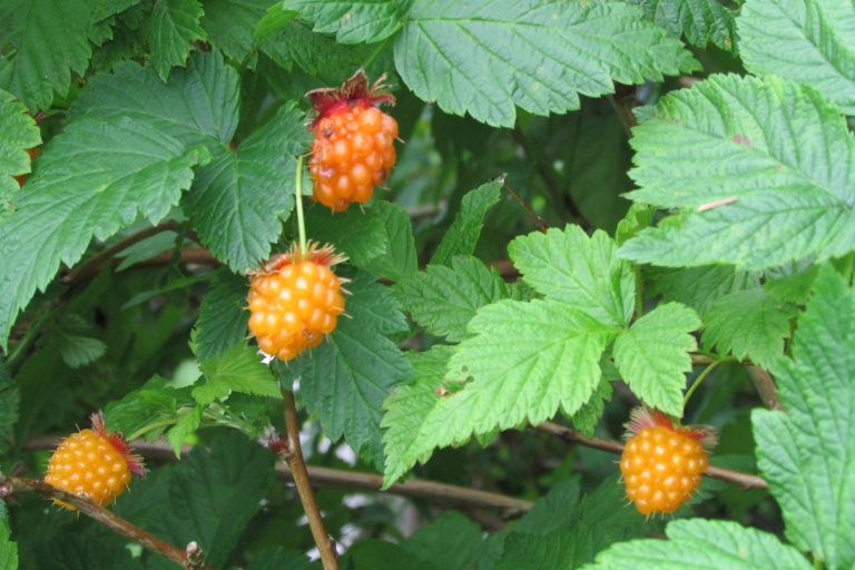 A Quick and Juicy Guide to Berries of the Northwest | The Whole U