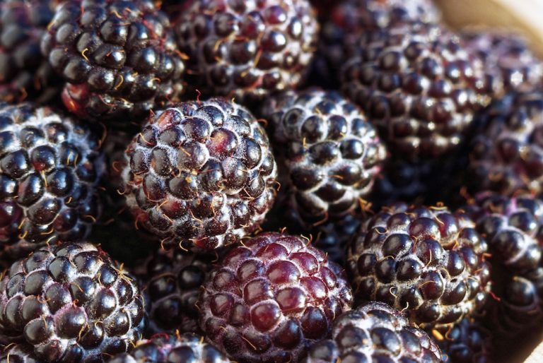 A Quick and Juicy Guide to Berries of the Northwest | The Whole U